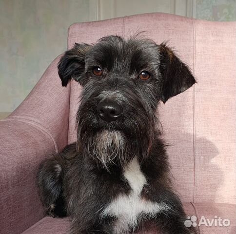 Рони ищет дом