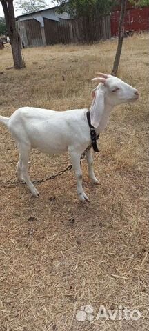 Коза молодая 3 месяца