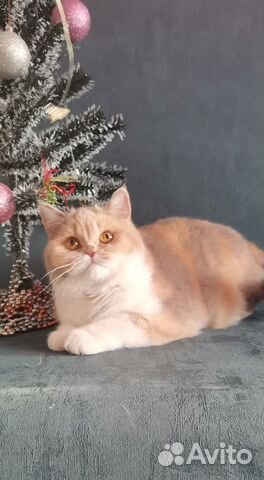 Британские котята пр