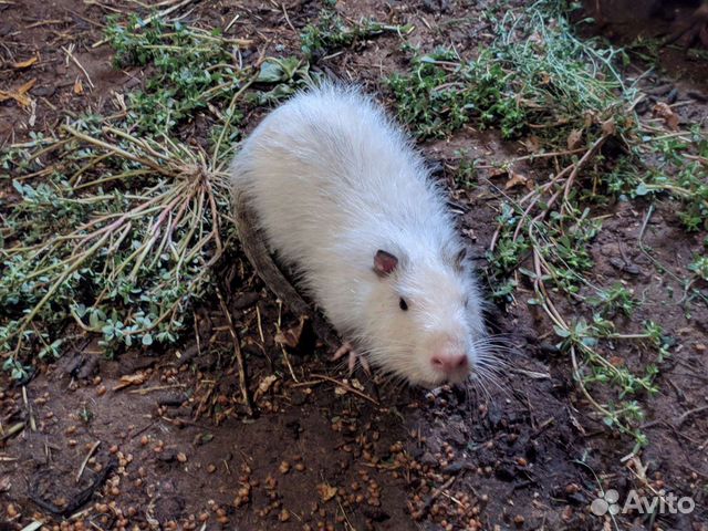 Самки нутрий