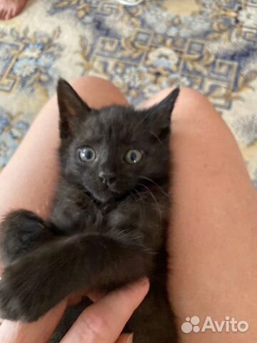 Котенок заботливым хозяевам