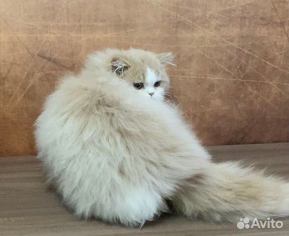 Шикарный британский котик