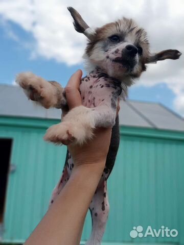 Китайская хохлатая щенок