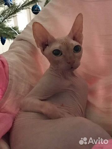 Котята донского сфинкса