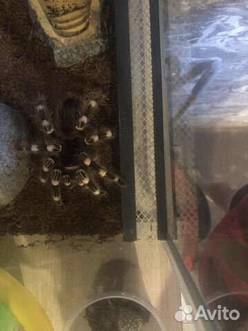 Паук птицеед