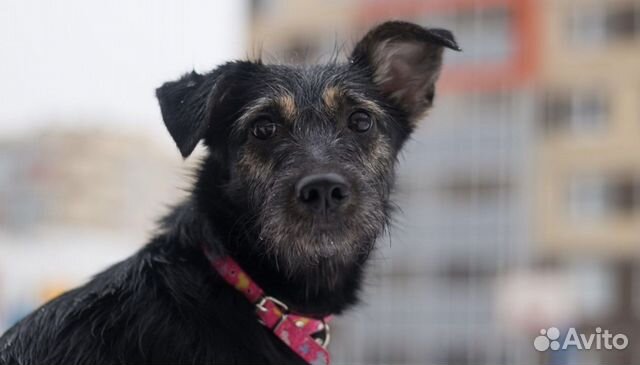 Собака девочка