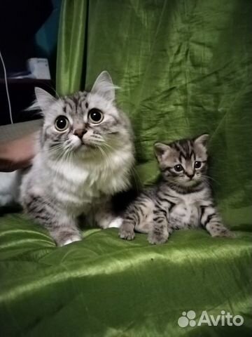 Шотландские котята от волшебной кошки