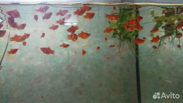 Тернеция розовая, Чернохвостая Пецилия (редиска)