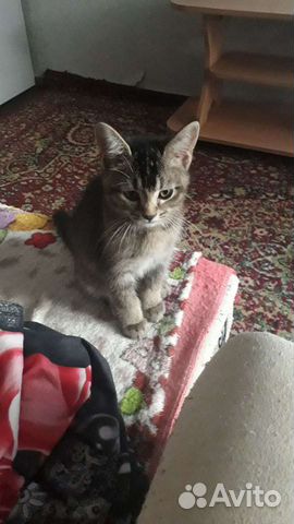 Отдам котенка в добрые руки мити приучин к лотку