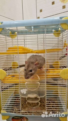 Домашняя крыса "Снежок"