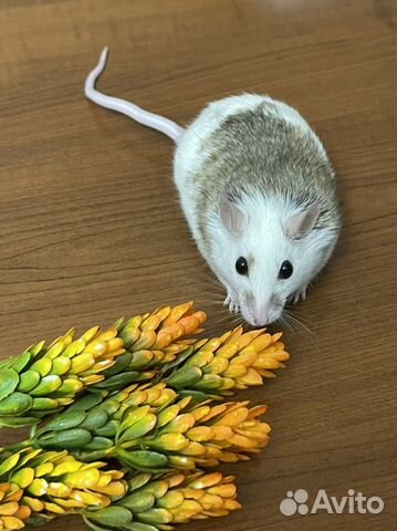 Мастомис мышь бесплатно