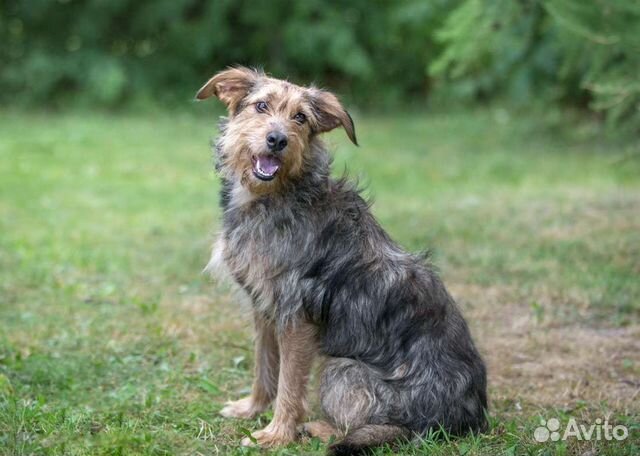 Маленькая собака в добрые руки