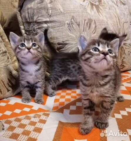 Котята короткохвостые, серенькие, месяц