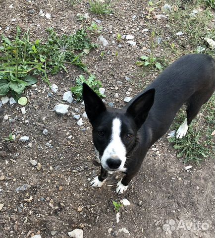 Собака ищет дом г.Уфа