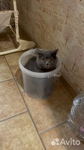 Британская кошка бесплатно