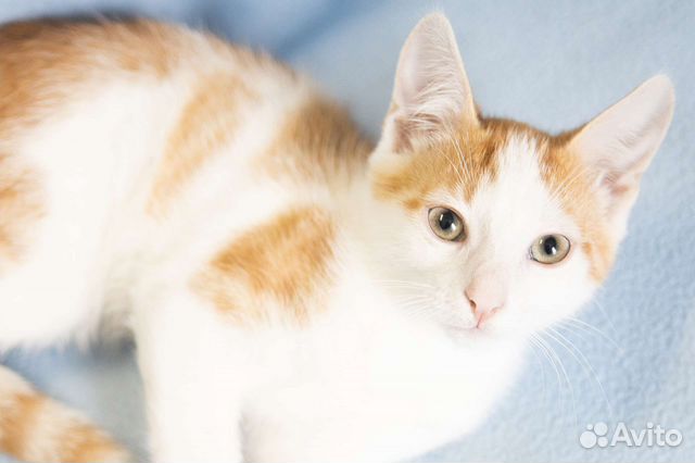 Отдаётся в добрые руки наглая рыжая морда