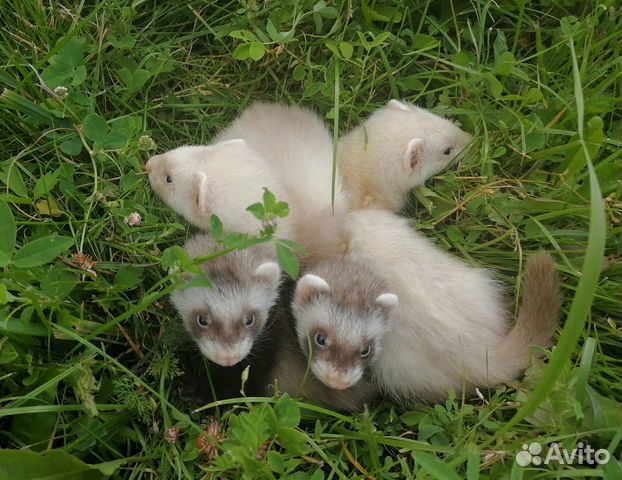 Щенки хорька