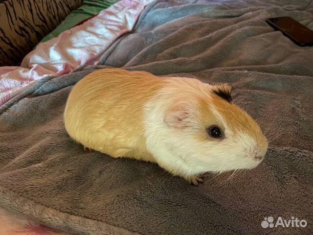 Морская свинка