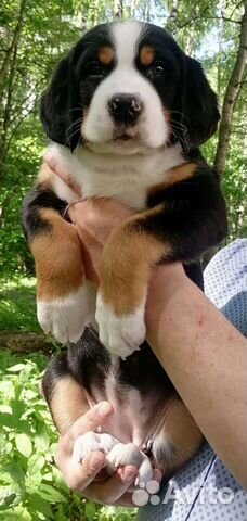 Большой Швейцарский зенненхунд