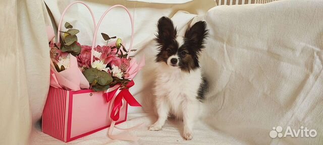 Щенки папийона