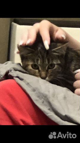 Котёнок девочка в очень добрые руки