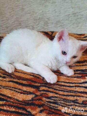 Кудрявая девочка