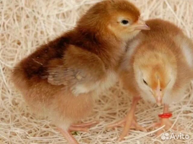Цыплята Ломан браун суточные несушки 21 февраля