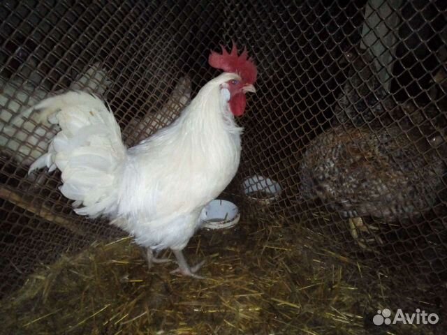 Бресс-гальская порода Инкубационное яйцо цыплята