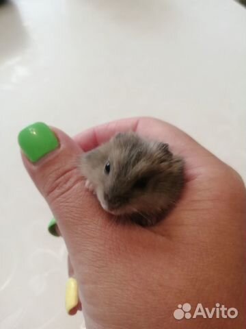 Продам джунгарских хомячков