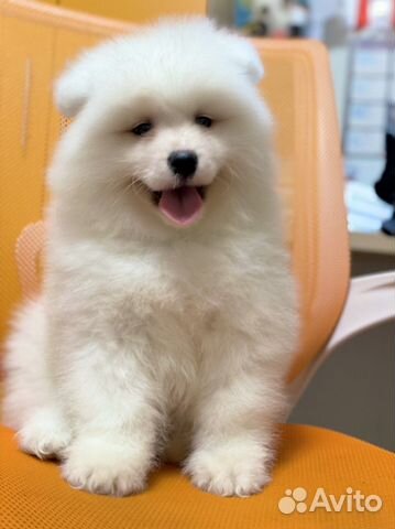 Самоедская лайка