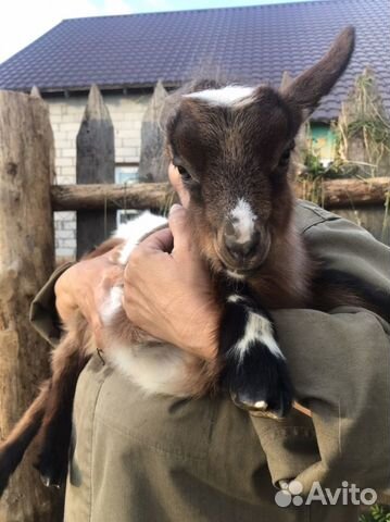 Коза нубийская