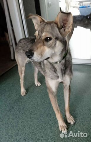 Щенок мальчик 11 месяцев кастрирован