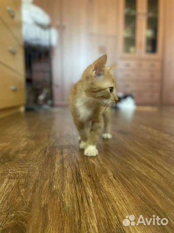 Котята в ответственные руки