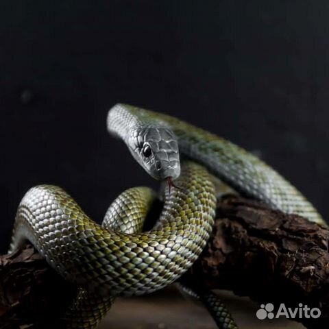 Кунаширский полоз