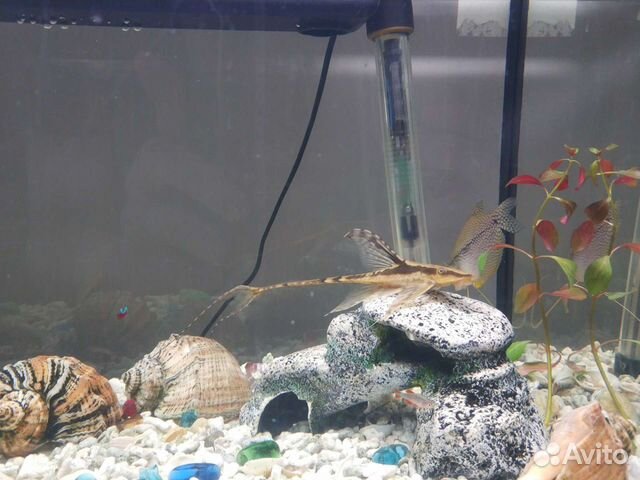 Сом Лорикария