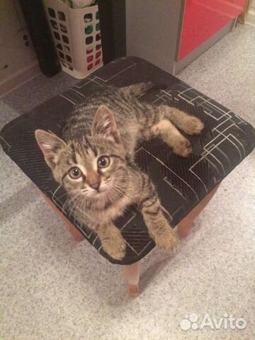 Котенок мальчик ищет дом