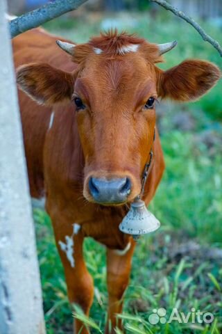 Продам телку 1 год