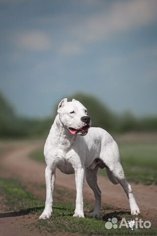 Щенки аргентинского дога