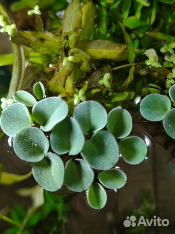 Растения аквариумные Сальвиния ушастая