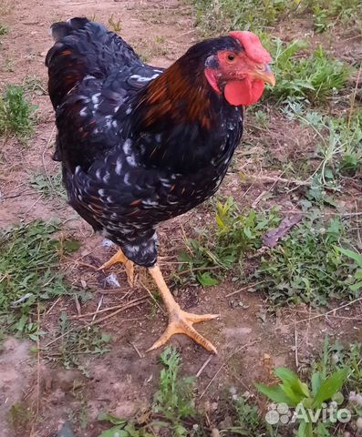 Петух виандот