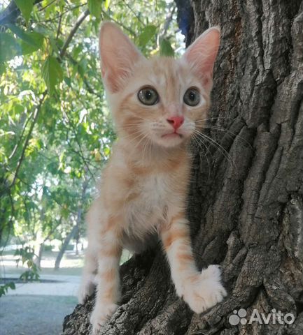 Рыжуля в добрые руки