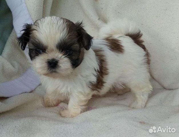 Очаровательные щенки шит-цу