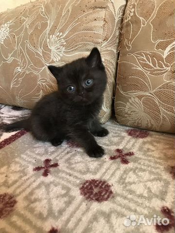 Британские котята