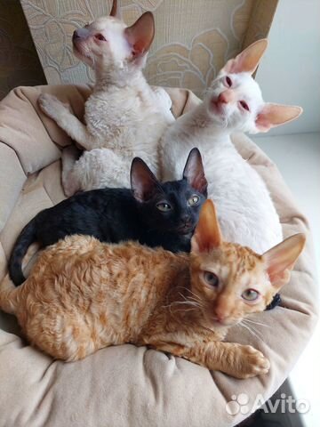 Котята корниш рекс