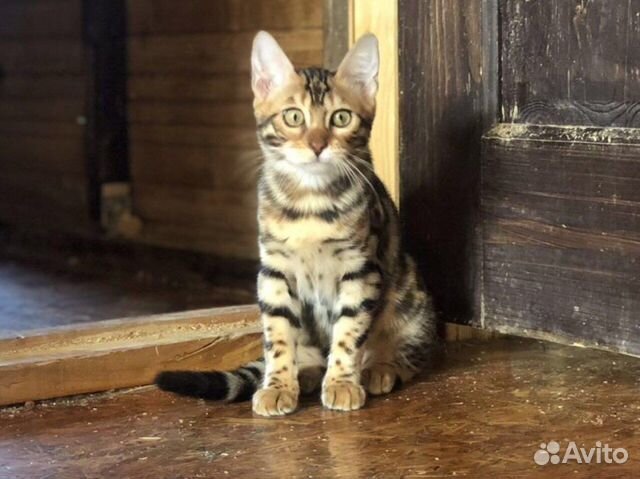 Бенгальские котята девочка