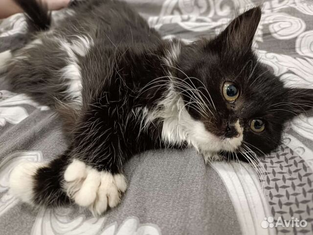 Котенок 2,5 мес мальчик