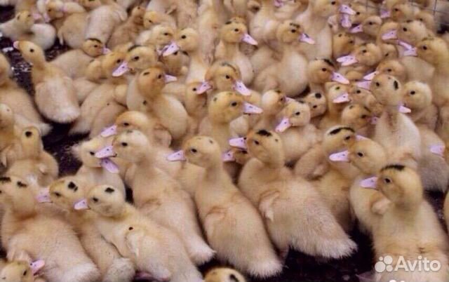 Утки муларды суточные,подрощеные живым весом