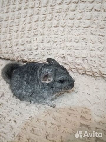 Продам шиншиллу (девочка 2 месяца)
