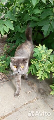 Найдена молодая вислоухая кошечка в Нефтяниках