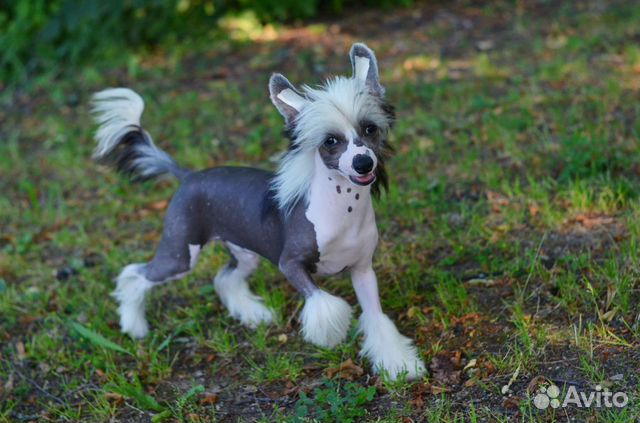 Красивый и обаятельный голый мальчик